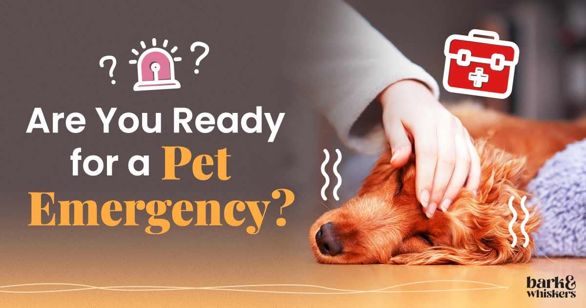 How to Make Your Dog Throw Up