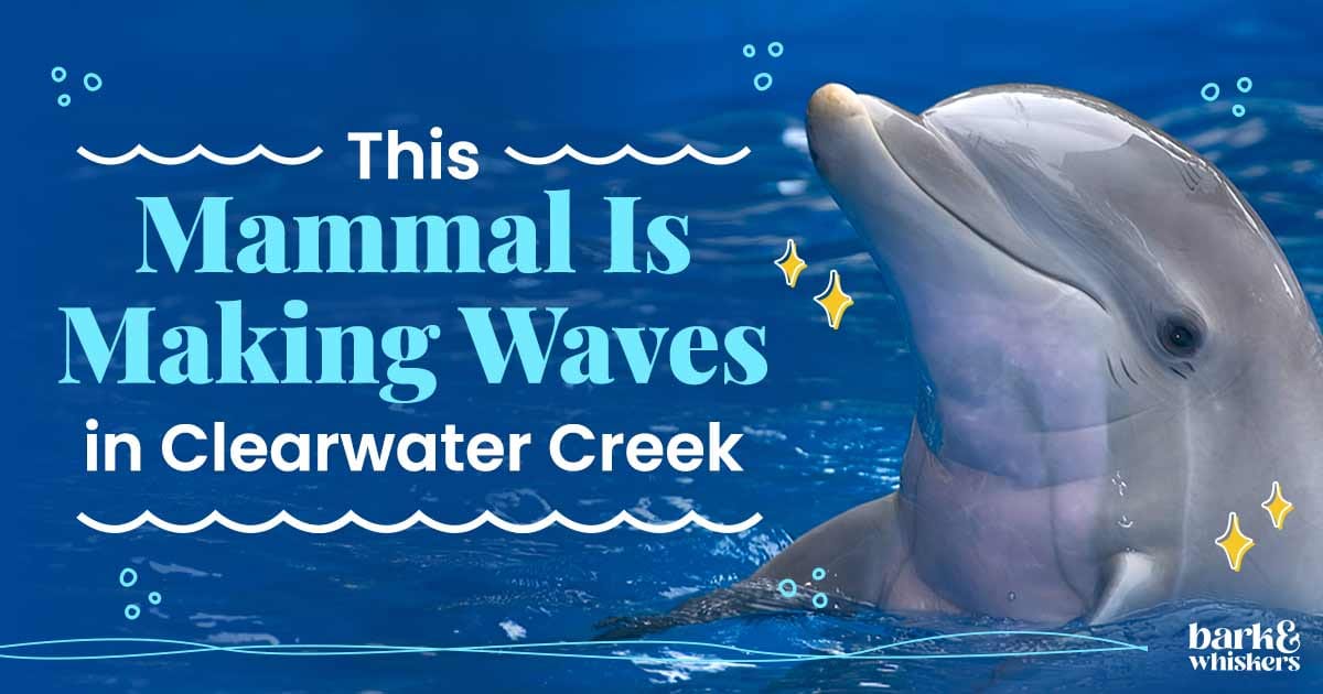 Rescuers Form Human Chain to Save Dolphin