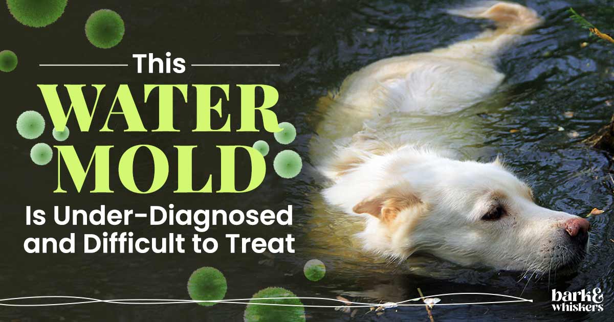 Pythiosis in Dogs: Under-Diagnosed and Difficult to Treat
