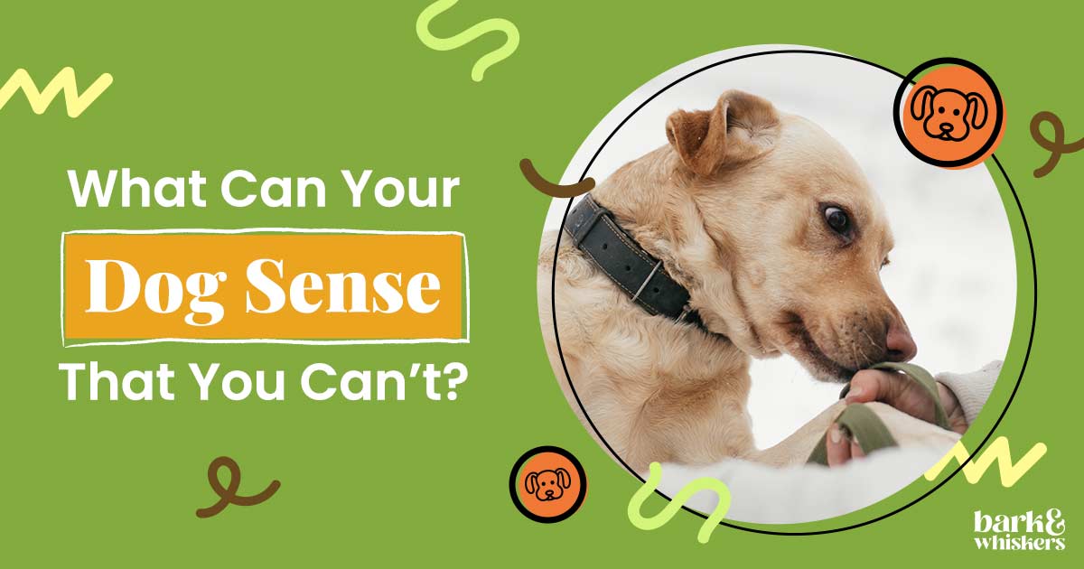 Your Dog Can Sense Things You Can't