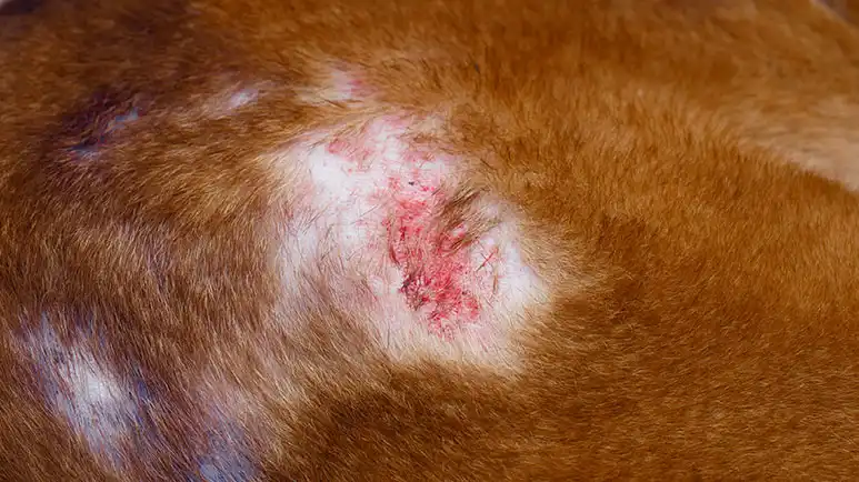 Dog Dander Allergy How To Have A Cat If You Have Cat Allergies