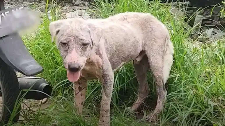 From Despair to Joy: Homer’s Recovery