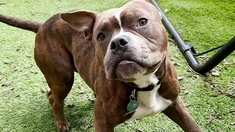 Webby: The Sweetest Wobbly Dog