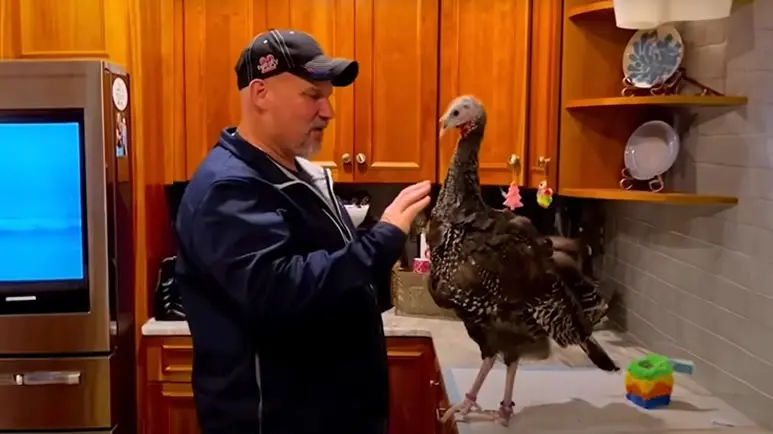 Pepper: The Loyal Turkey Companion