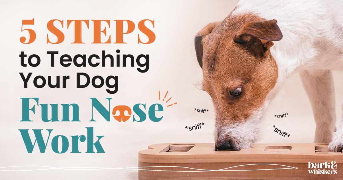 5 Steps to Teaching Your Dog Fun Nose Work