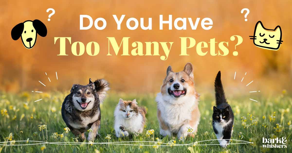 Do You Have Too Many Pets?