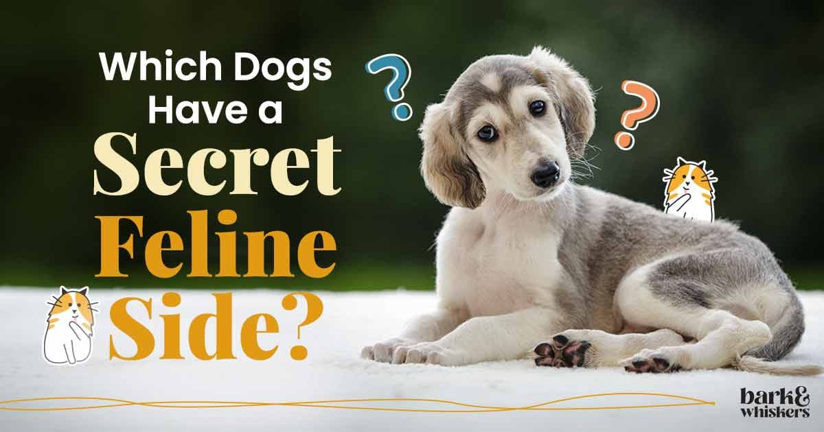 Which Dogs Have a Secret Feline Side?