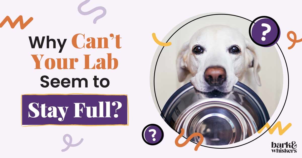 Why Can't Your Labrador Seem to Stay Full?