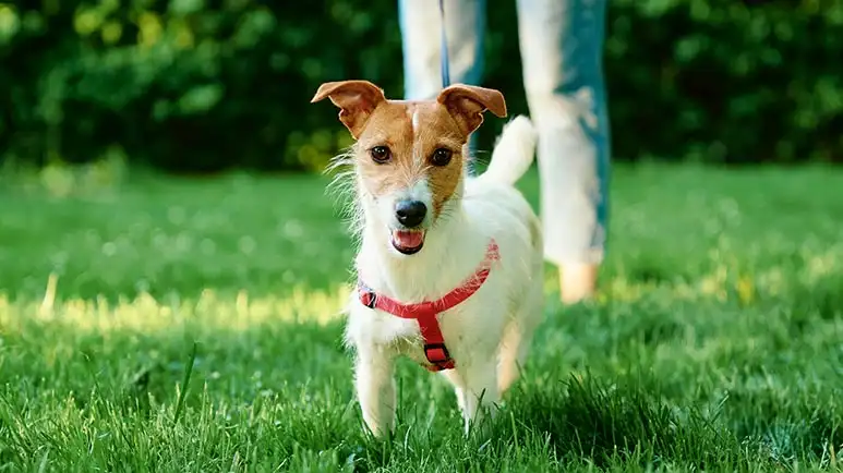 How the Opioid Epidemic Puts Pets at Risk