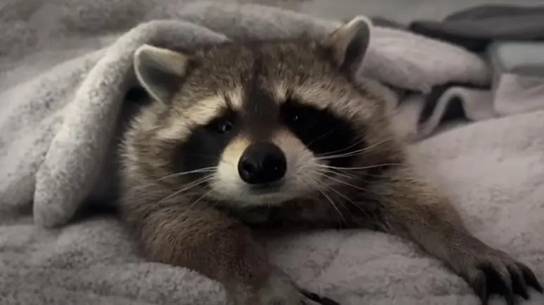 Louie the Raccoon: A Healing Friendship
