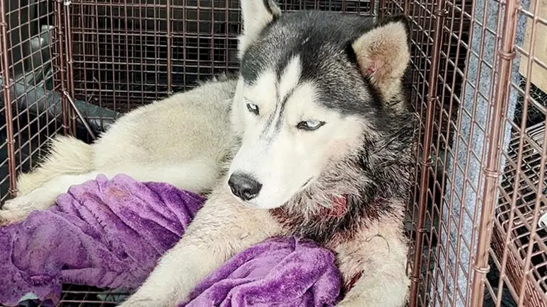 Rescued Husky Finds Joy After Near-Death Experience