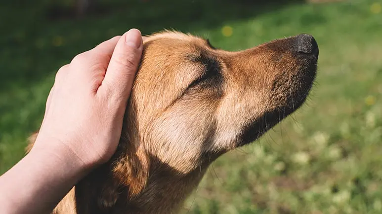 Pet or Praise Experiment: Dog Chose Petting Over Praise