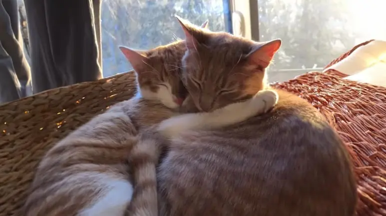 From Foster to Forever: A Cat Connection