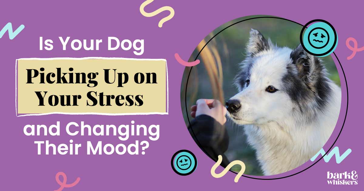 Is Your Dog Sensing Your Stress and Shifting Their Mood?
