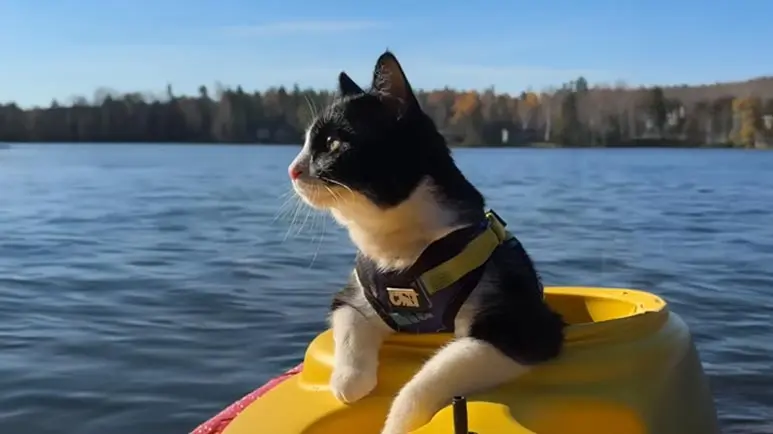 Fitz: The Adventure-Loving Tuxedo Cat