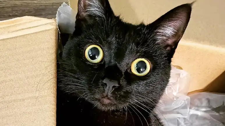 How One Cat Changed Everything