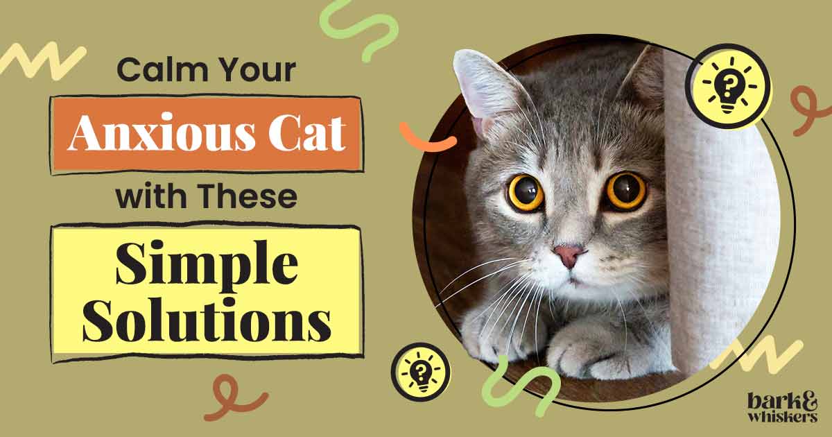 Calm Your Anxious Cat with These Simple Solutions