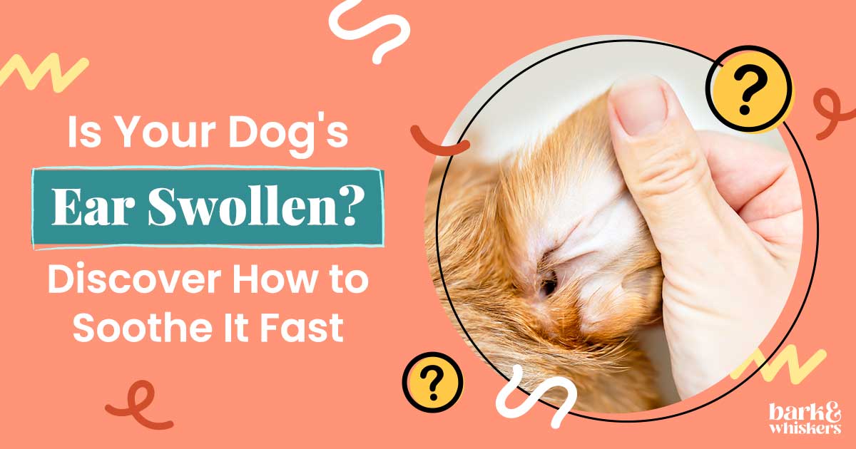Is Your Dog's Ear Swollen? Discover How to Soothe It Fast