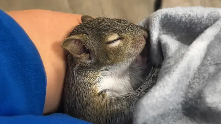 Butters: The Miracle Squirrel