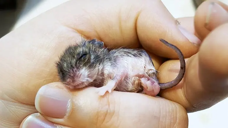 Peanut: The Rescued Mouse