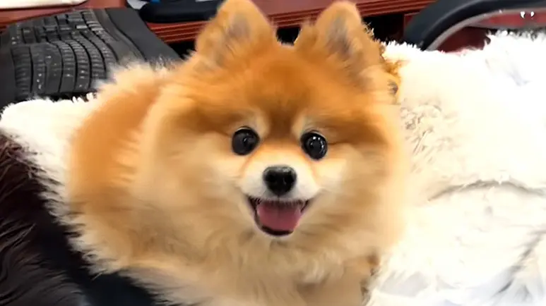 Lola - The Office's Chief Happiness Officer