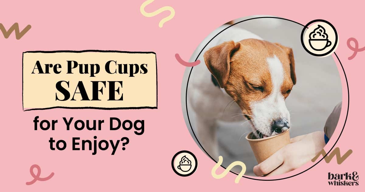 Are Pup Cups Safe for Your Dog to Enjoy?