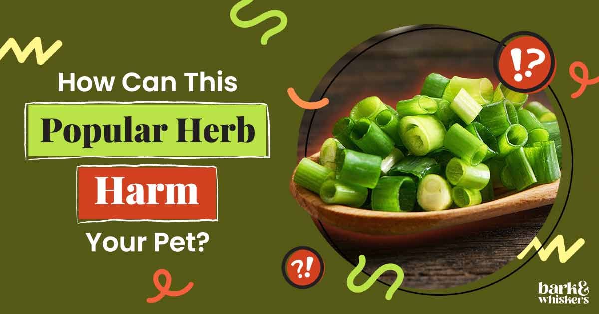 Chives: Good for You, but Not for Your Pet