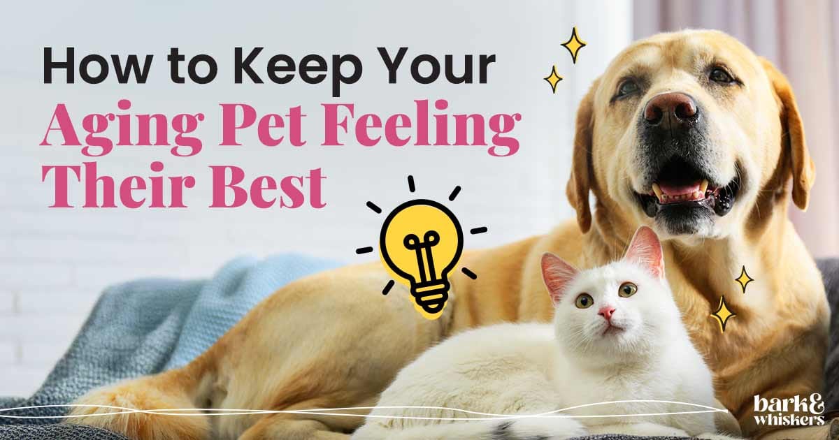 Senior Pet Care Plan: Tips to Keep Your Aging Pet Healthy