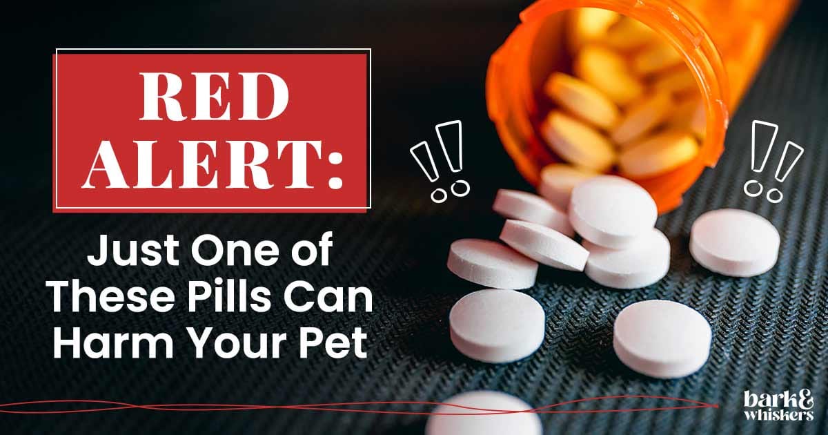 Red Alert: Just One of These Pills Can Harm a Pet