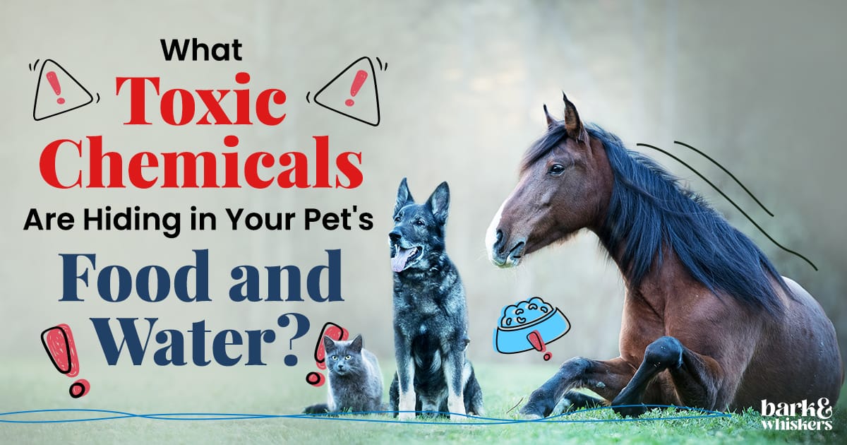 20 'Forever Chemicals' Found in Pets and Horses