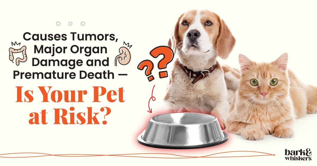 How GMOs Can Affect Your Pet