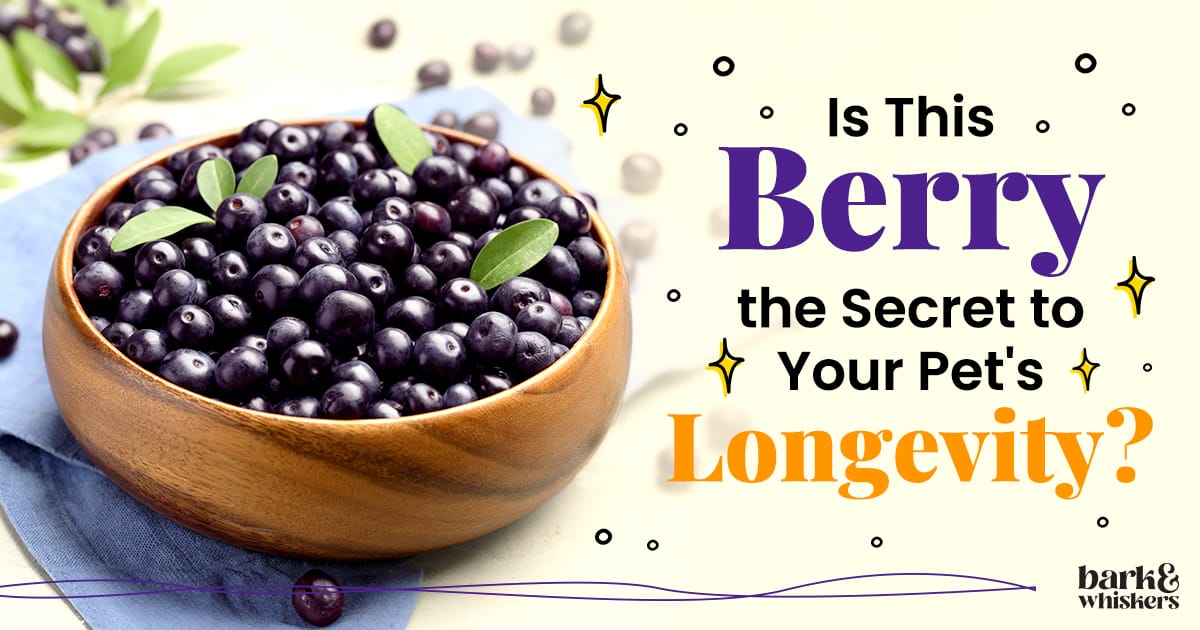 Is Acai Berry Safe for Pets?