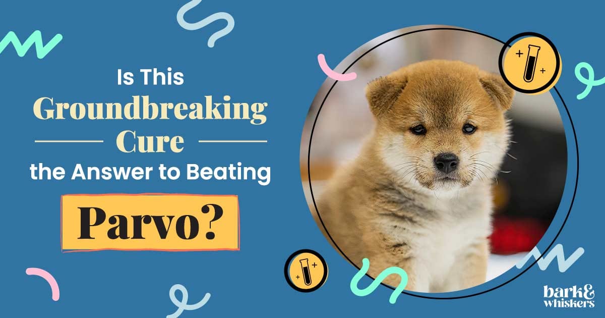 New Treatment Slashes Parvo Mortality Rate and Recovery Times