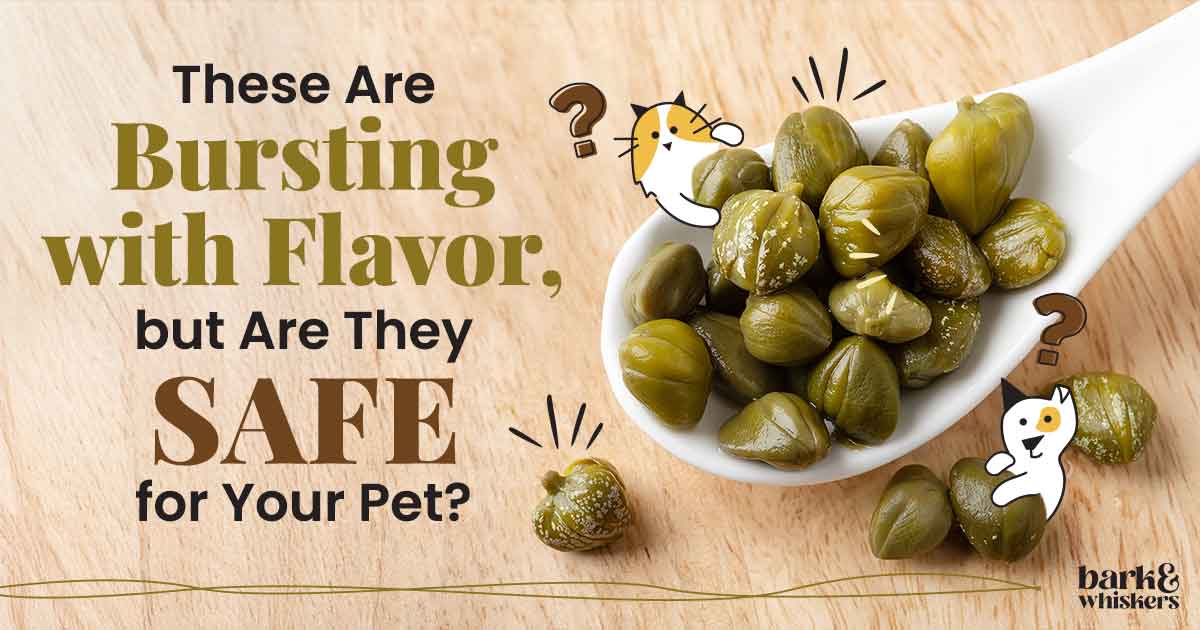 Are Capers Good for Pets?