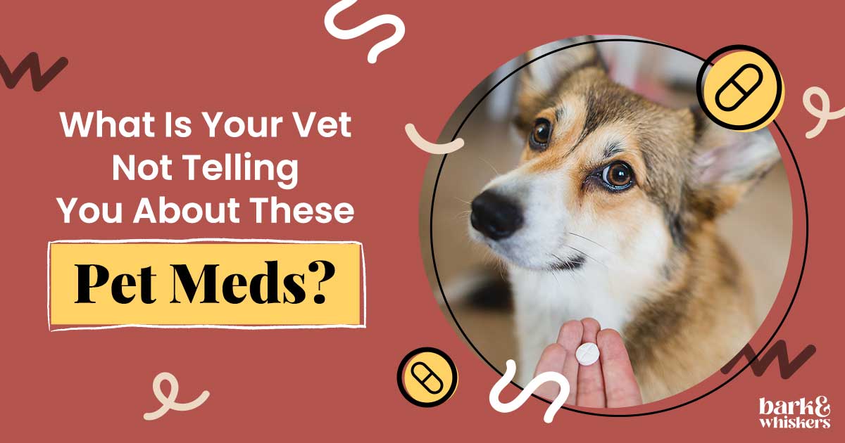 Serotonin Syndrome in Dogs: Causes, Symptoms and Treatments