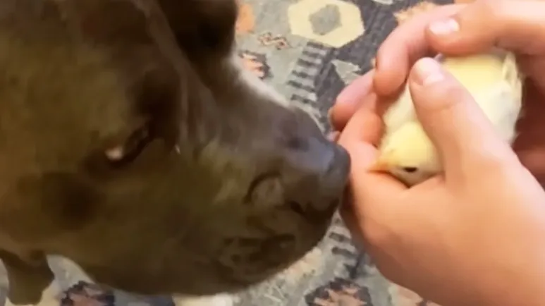 Duke - The Ultimate Chicken Nanny