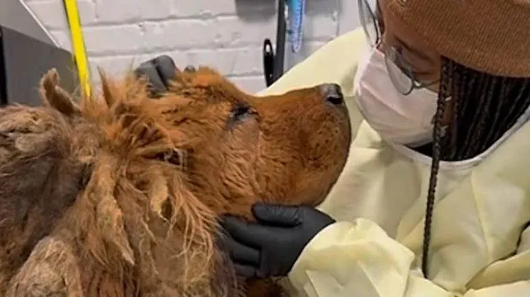 Sprout's Incredible Transformation