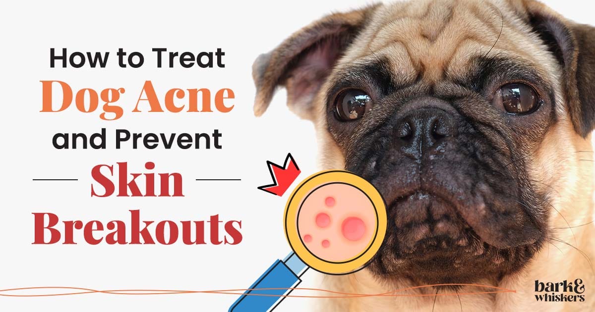 How to Treat Dog Acne and Prevent Skin Breakouts