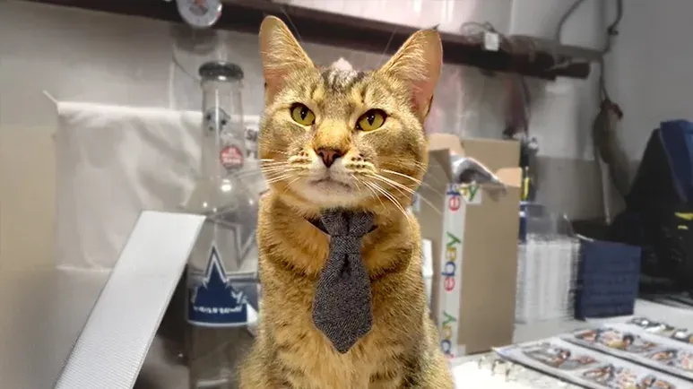 Buster the Junkyard Cat