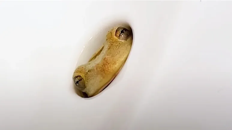 Sink Frog - From Bathroom Guest to Family Pet