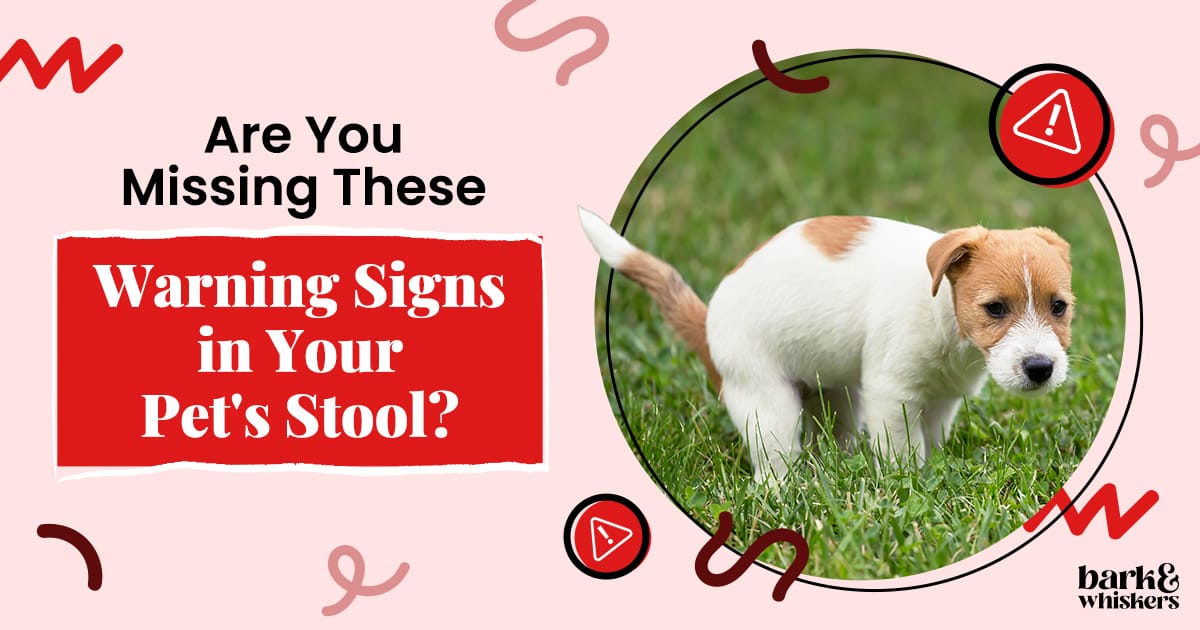 Pet Stool Health: Warning Signs and Care Tips