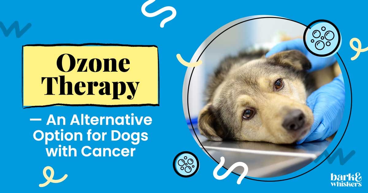 Ozone Therapy - An Alternative Option for Dogs with Cancer
