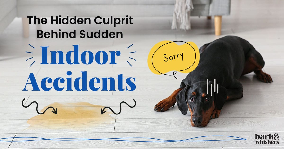 Urinary Incontinence in Senior Dogs: Common Causes and Fixes