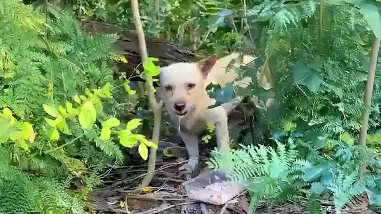 Flash's Journey to Joy