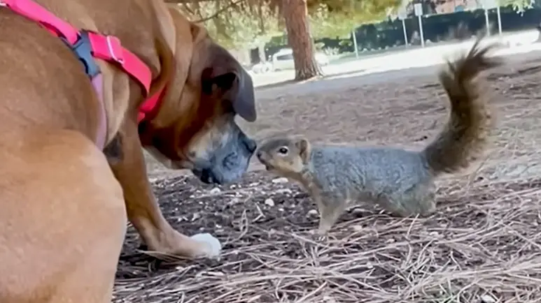 The Dog Who Loves Squirrels