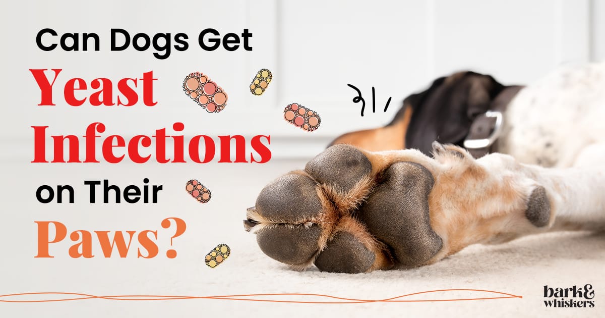 Yeast Infections in Dogs: Causes, Treatment, and Prevention