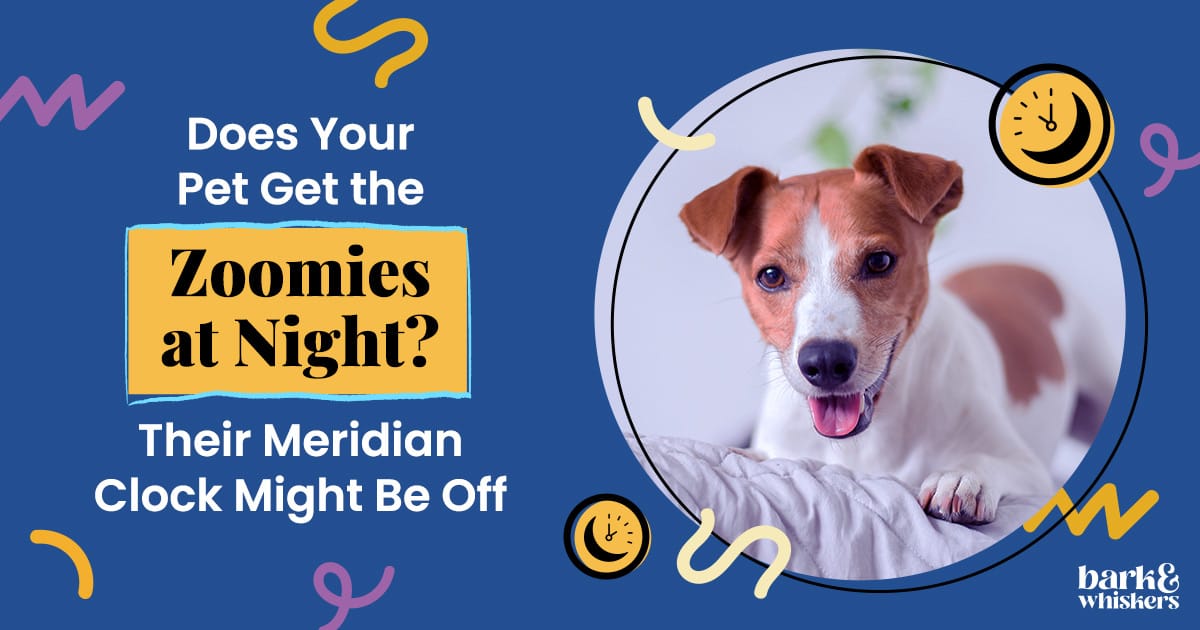 Why Dogs Get Zoomies at Night? Fix Their Meridian Clock