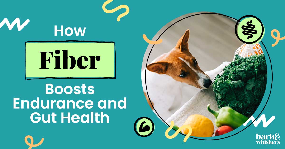 Dietary Fiber for Dogs: Boosts Endurance and Gut Health