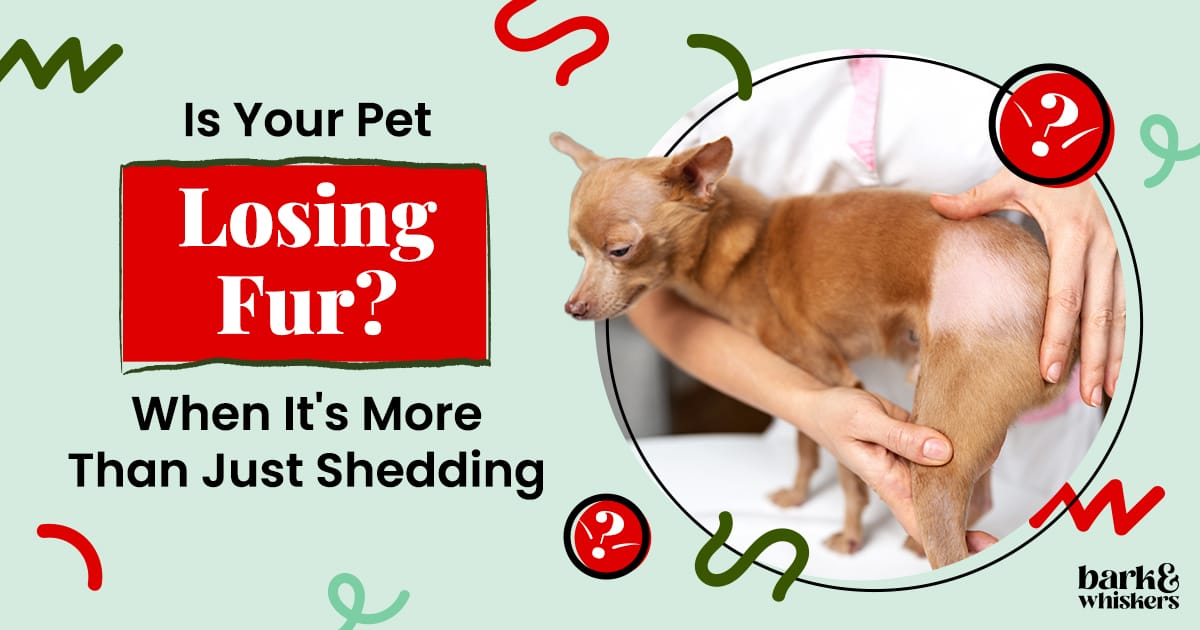 Dog Hair Loss: Causes, Symptoms & Treatment