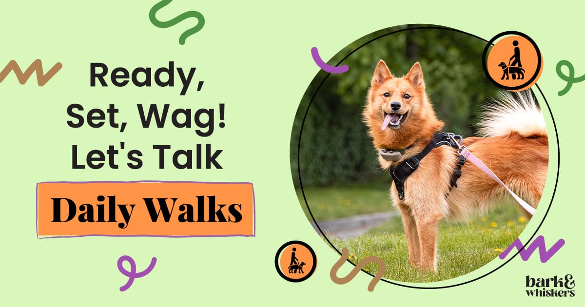 Dog Walk Benefits: Health & Bonding Tips